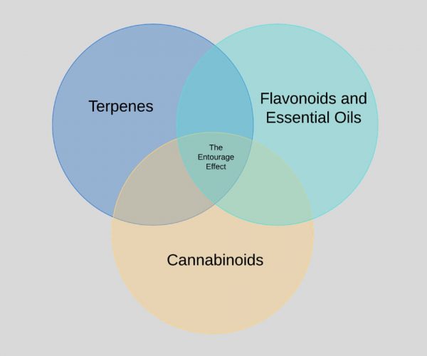 The Entourage Effect & Full Spectrum Synergy